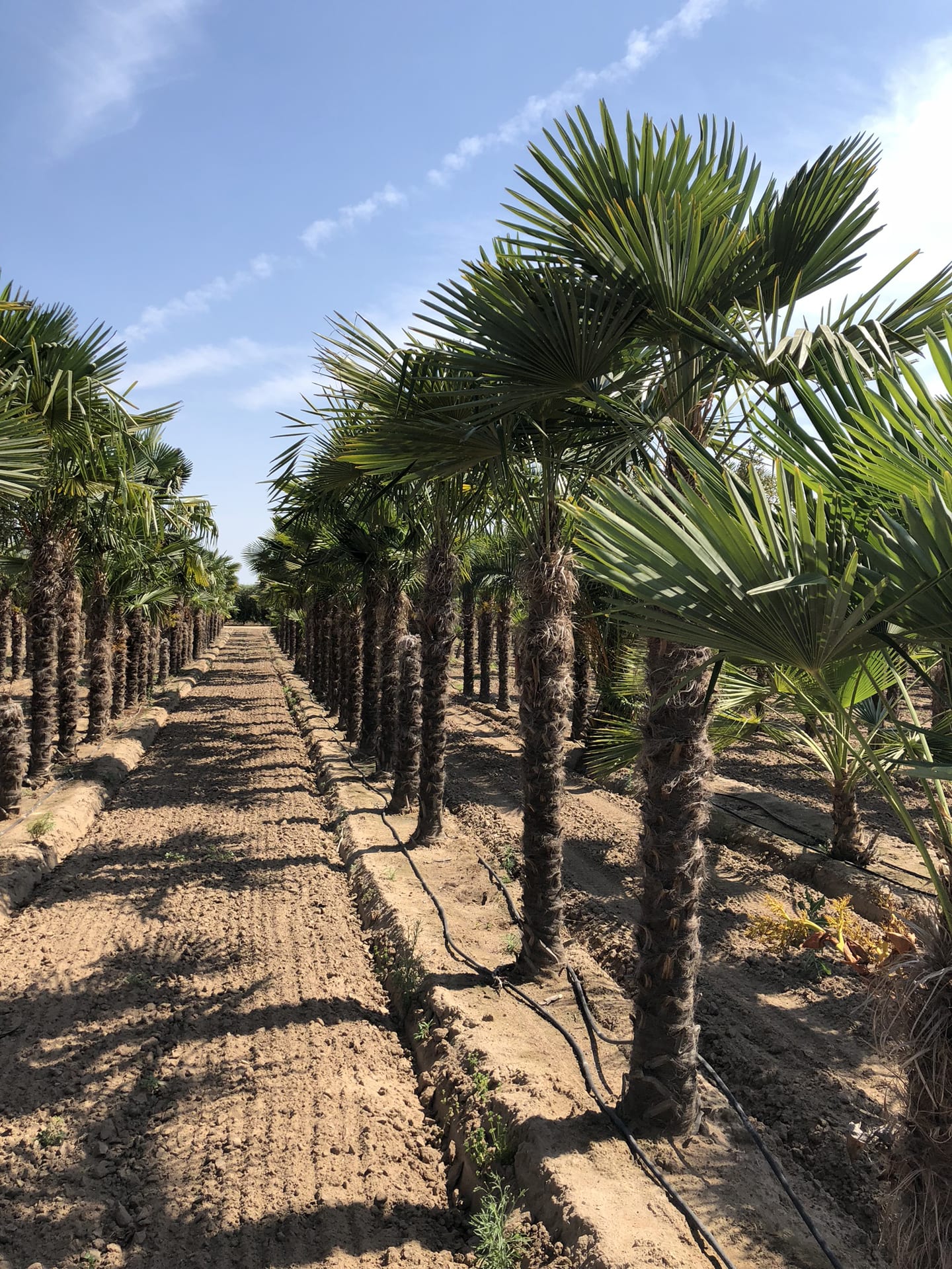 Trachycarpus Fortunei Palm Trees For Sale in Sanger, California ...