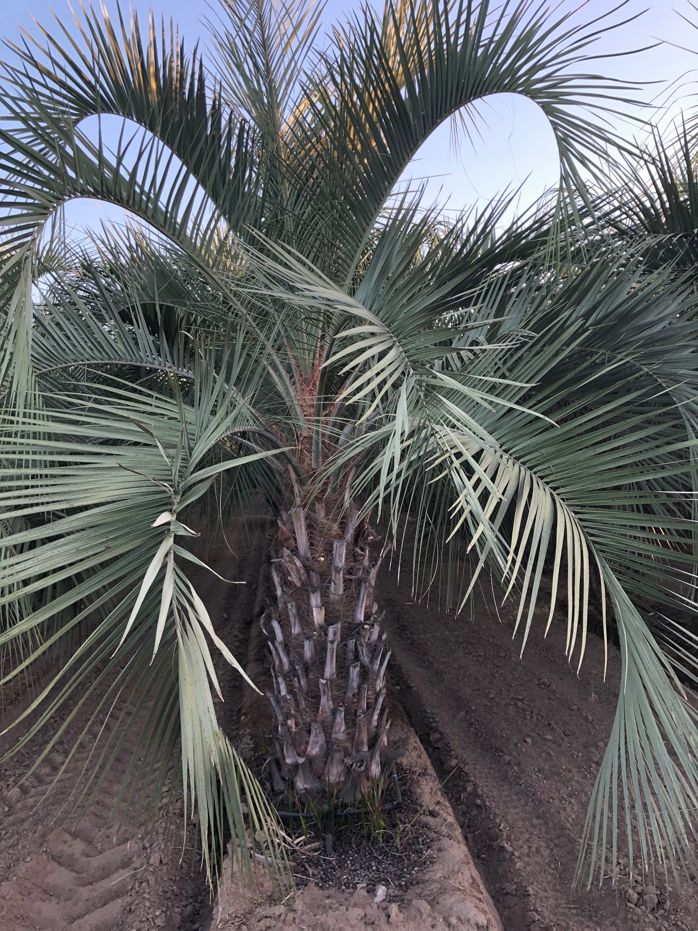 Butia Capitata Green Palm Trees For Sale in Sanger, California (Jelly Palm)