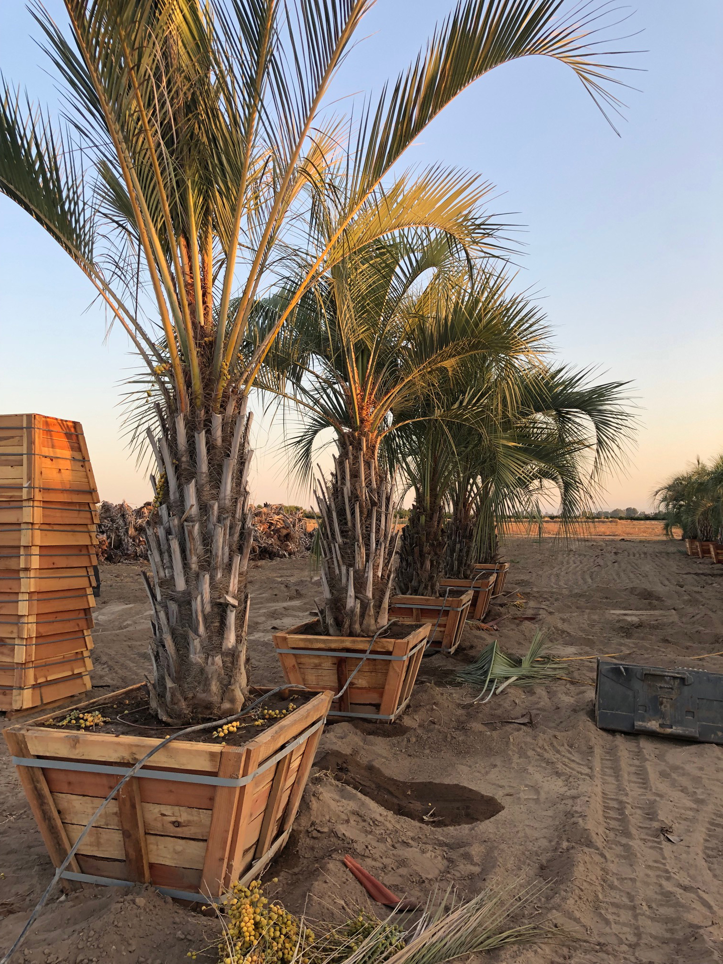 Butia Capitata Green Palm Trees For Sale in Sanger, California (Jelly Palm)