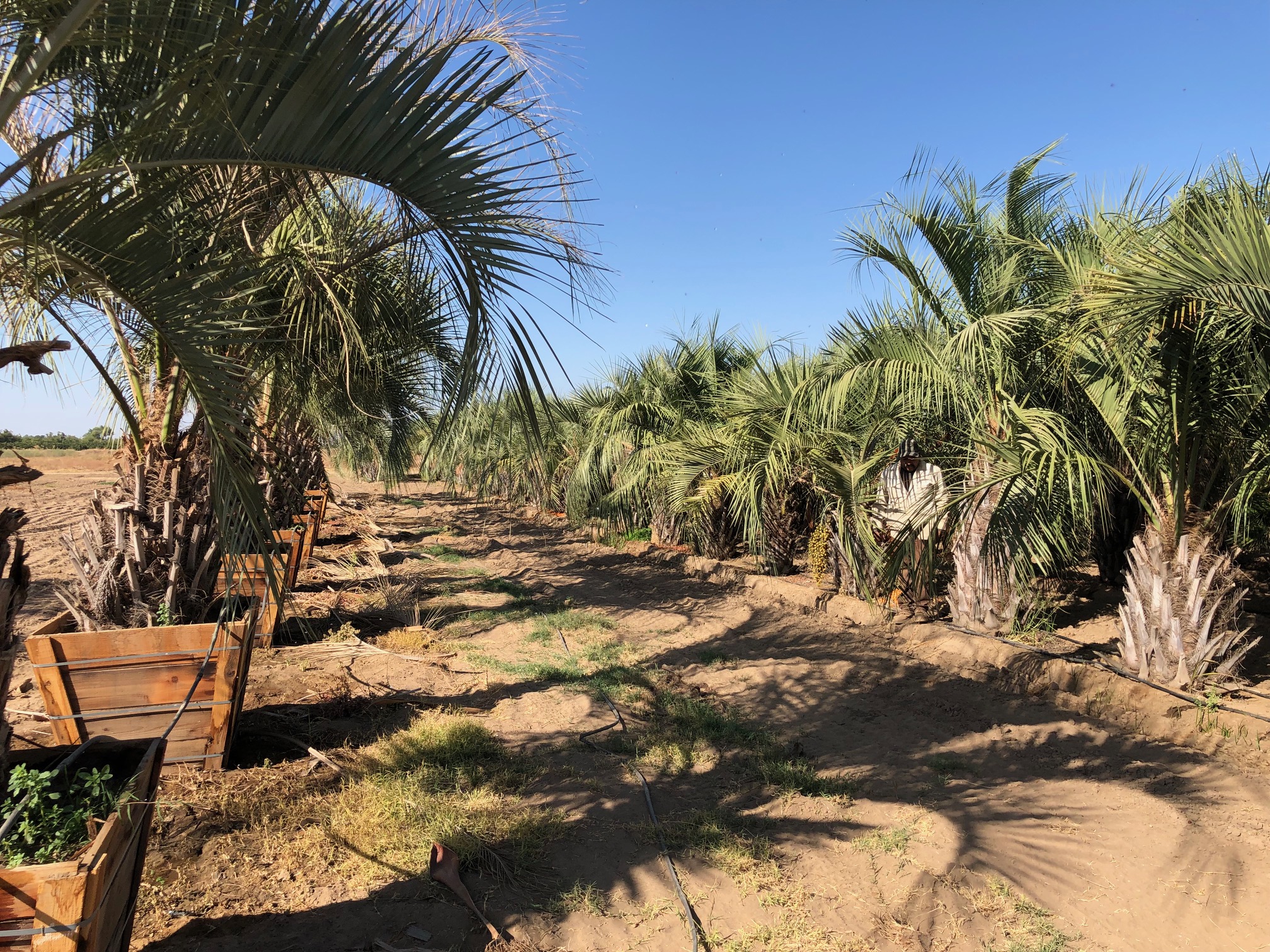 Butia Capitata Green Palm Trees For Sale in Sanger, California (Jelly Palm)
