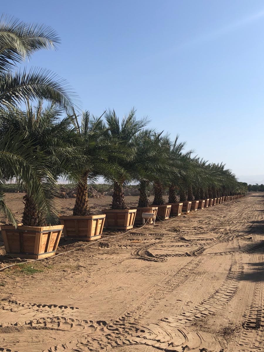 Phoenix Sylvestris Palm Trees For Sale in Sanger, California (Silver ...